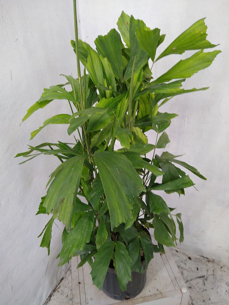 Buy Caryota mitis, Fishtail Palm | Free Shipping over $100
