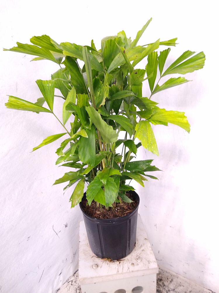 Buy Caryota mitis, Fishtail Palm | Free Shipping over $100