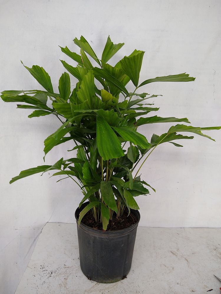 Buy Caryota mitis, Fishtail Palm | Free Shipping over $100