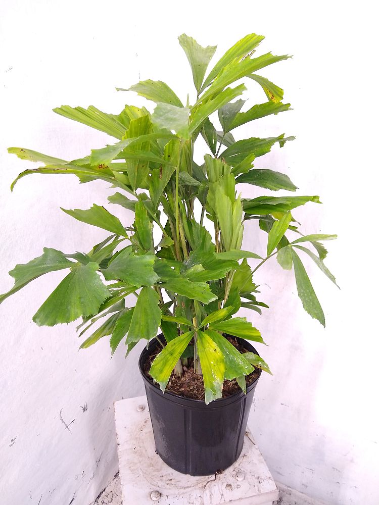 Buy Caryota mitis, Fishtail Palm | Free Shipping over $100