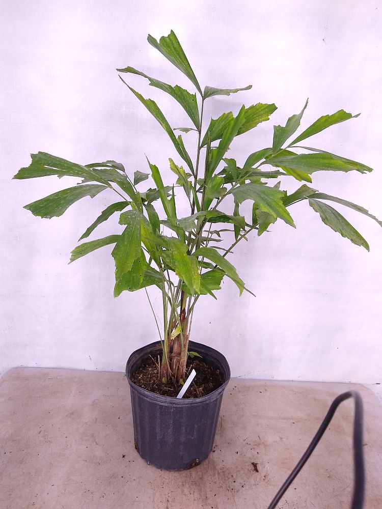 Buy Caryota mitis, Fishtail Palm | Free Shipping over $100