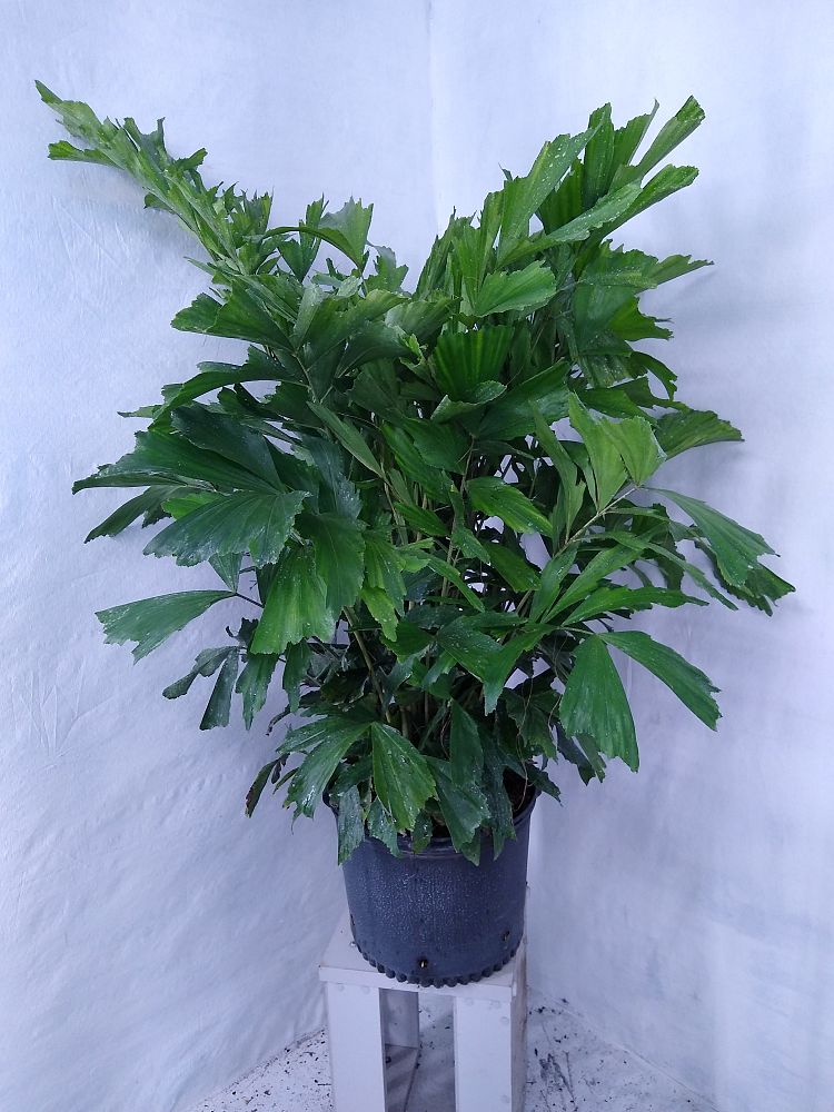 Buy Caryota mitis, Fishtail Palm | Free Shipping over $100