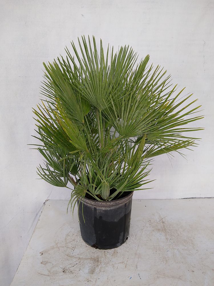 Buy Chamaerops humilis, European Fan Palm, Mediterranean Fan Palm ...