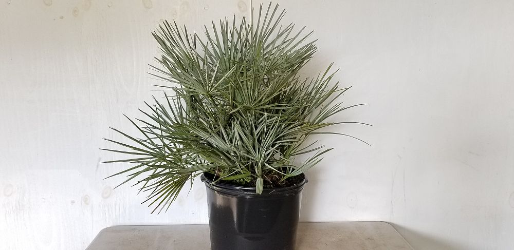 Buy Chamaerops humilis cerifera, European Fan Palm 'Silver ...