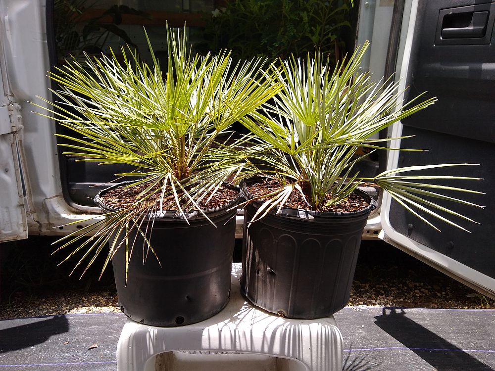 Buy Chamaerops humilis cerifera, European Fan Palm 'Silver ...