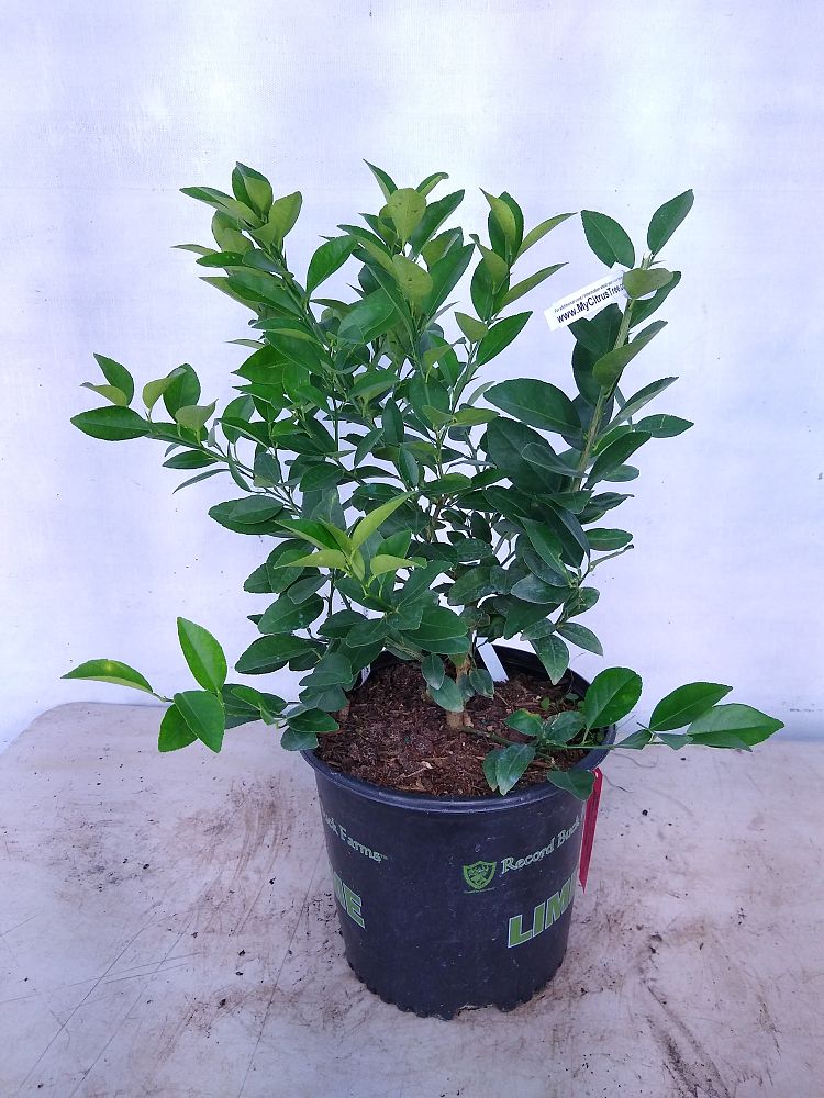 Buy Citrus aurantiifolia 'Key Lime', Lime 'Key Lime' (Edible) | Free ...