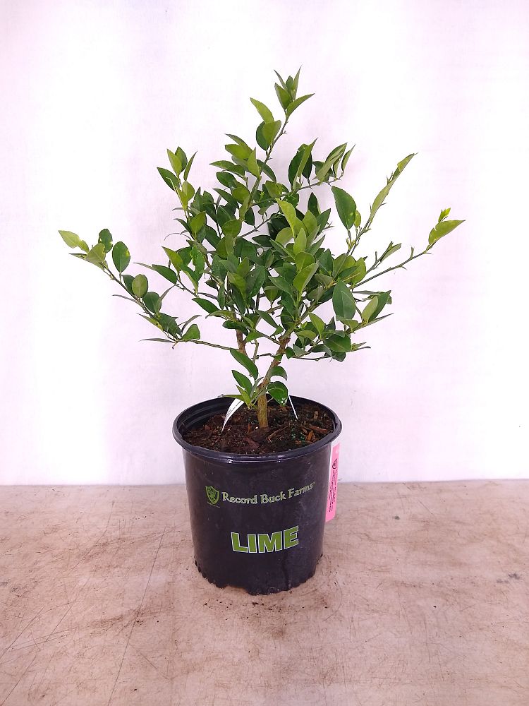 Buy Citrus aurantiifolia 'Key Lime', Lime 'Key Lime' (Edible) | Free ...