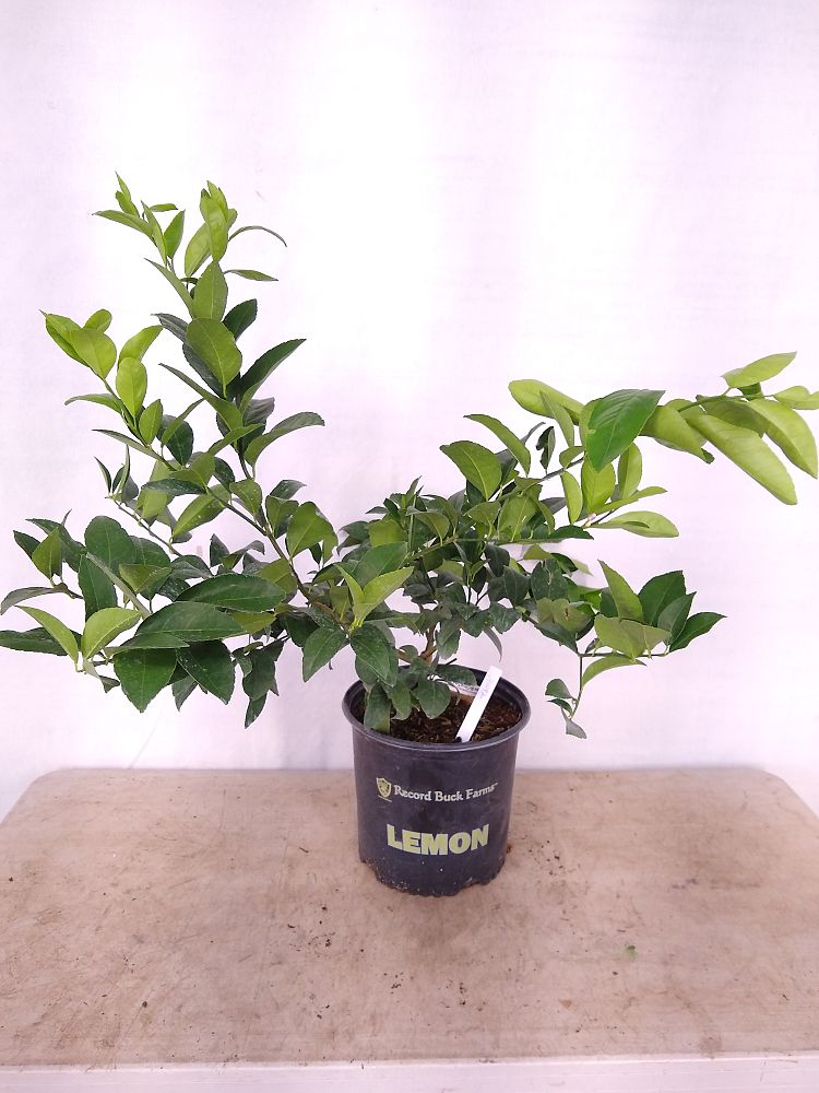 Buy Citrus limon 'Meyer', Lemon Meyer' (Edible) | Free Shipping over $100
