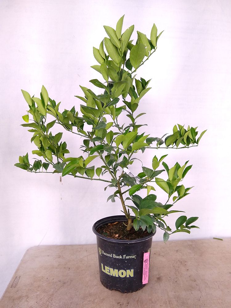 Buy Citrus limon 'Meyer', Lemon Meyer' (Edible) | Free Shipping over $100