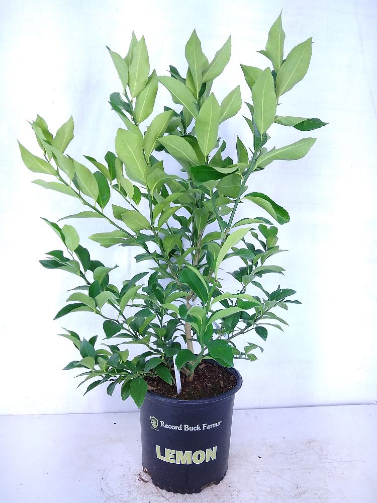 Buy Citrus limon 'Meyer', Lemon Meyer' (Edible) | Free Shipping over $100