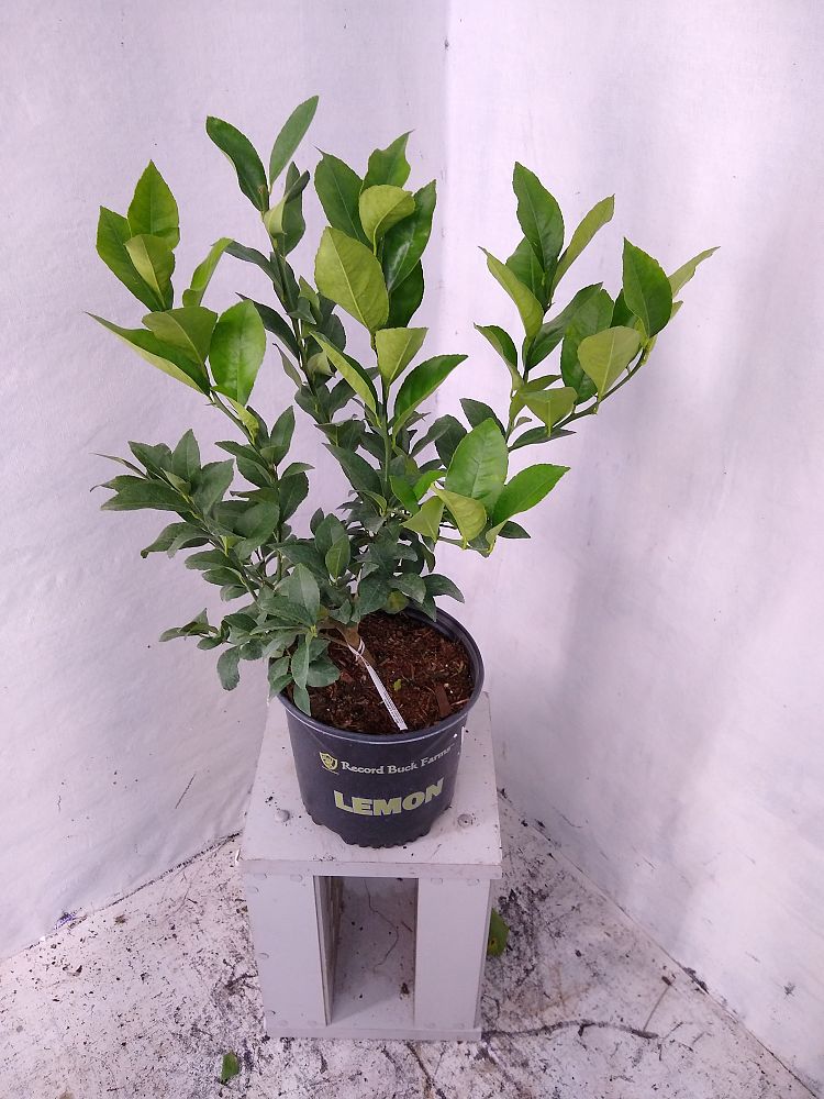 Buy Citrus limon 'Meyer', Lemon Meyer' (Edible) | Free Shipping over $100