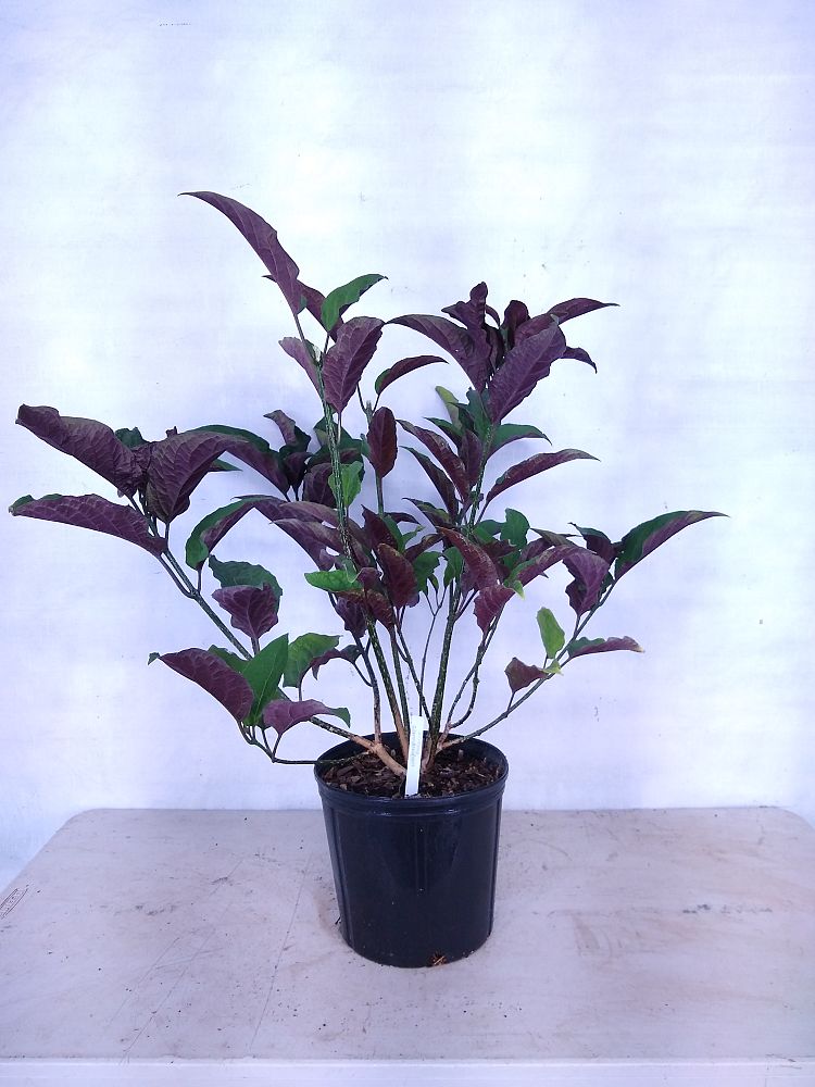 Buy Clerodendrum quadriloculare, Shooting Star, Starburst Clerodendrum ...