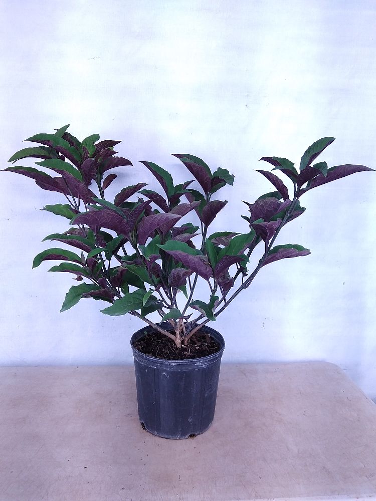Buy Clerodendrum quadriloculare, Shooting Star, Starburst Clerodendrum ...
