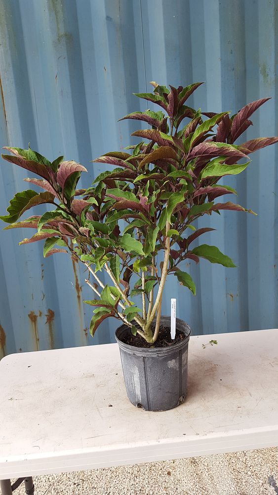 Clerodendrum quadriloculare, Shooting Star, Starburst Clerodendrum ...