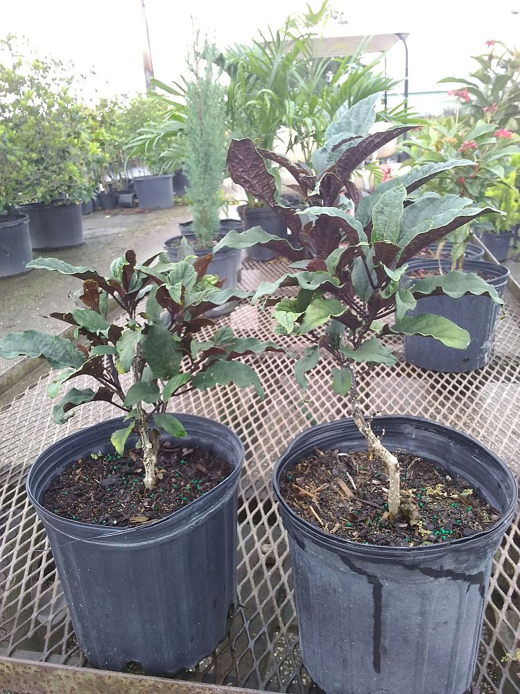 Clerodendrum quadriloculare, Shooting Star, Starburst Clerodendrum ...