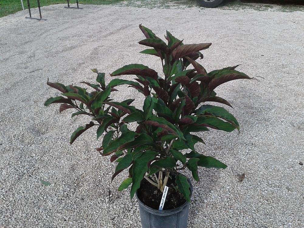 Clerodendrum quadriloculare, Shooting Star, Starburst Clerodendrum ...