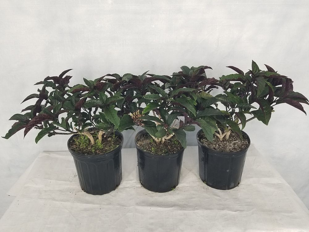 Buy Clerodendrum quadriloculare, Shooting Star, Starburst Clerodendrum ...