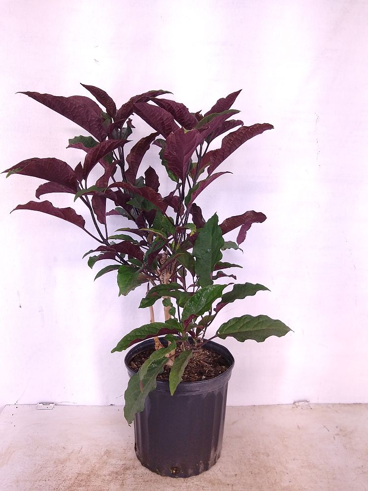 Buy Clerodendrum quadriloculare, Shooting Star, Starburst Clerodendrum ...