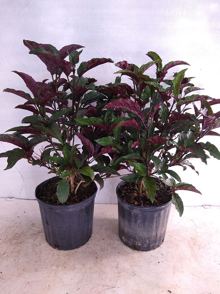 Buy Clerodendrum quadriloculare, Shooting Star, Starburst Clerodendrum ...