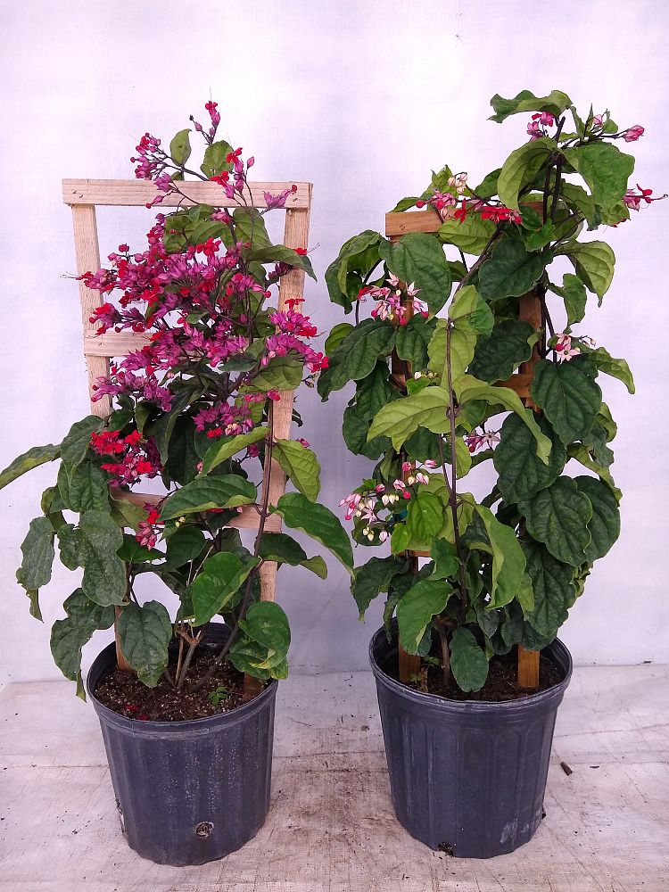 Buy Clerodendrum thomsoniae 'Delectum', Bleeding Heart Vine – Red ...