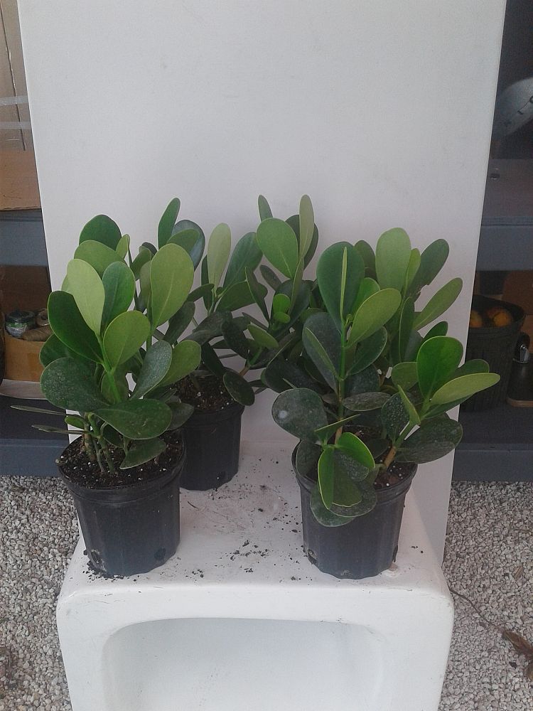 Clusia guttifera, Small Leaf Clusia | PlantVine