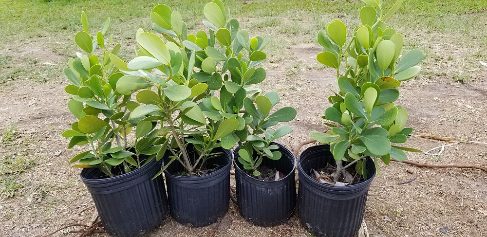 Clusia guttifera, Small Leaf Clusia | PlantVine