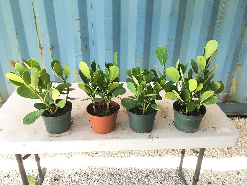 Clusia guttifera, Small Leaf Clusia | PlantVine