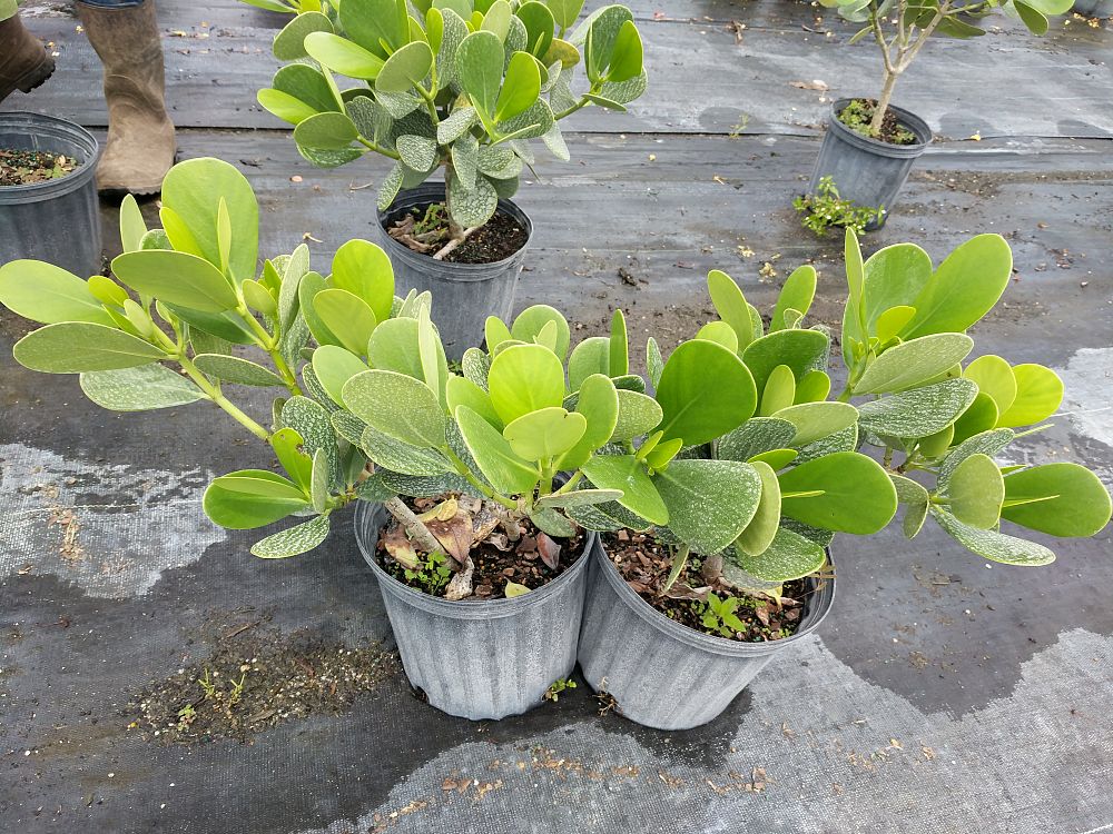 Clusia guttifera, Small Leaf Clusia | PlantVine