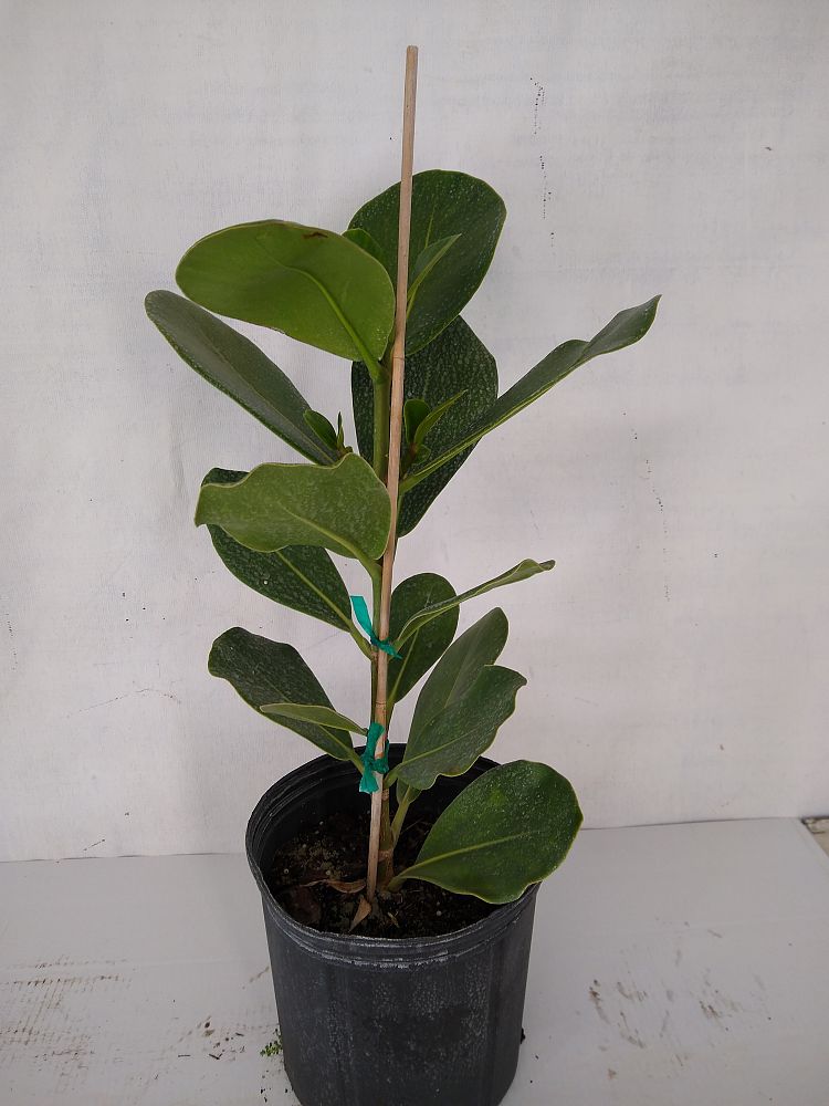 Buy Clusia rosea, Pitch Apple, Autograph Tree | Free Shipping over $100