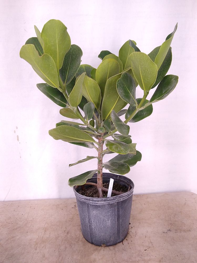 Buy Clusia rosea, Pitch Apple, Autograph Tree | Free Shipping over $100