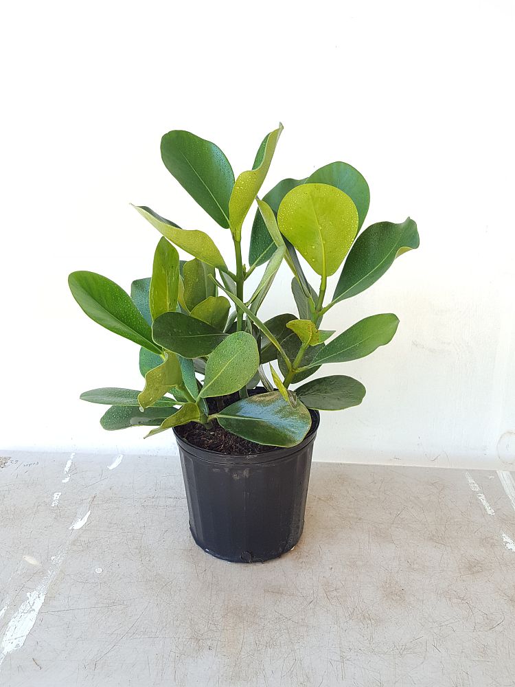 Clusia rosea, Pitch Apple, Autograph Tree | PlantVine