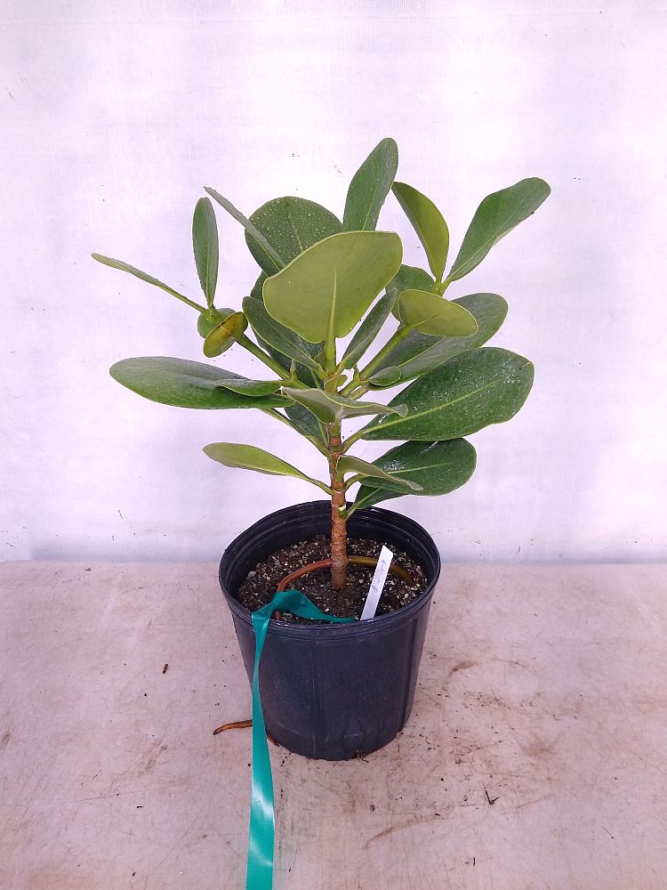 Buy Clusia rosea, Pitch Apple, Autograph Tree | Free Shipping over $100