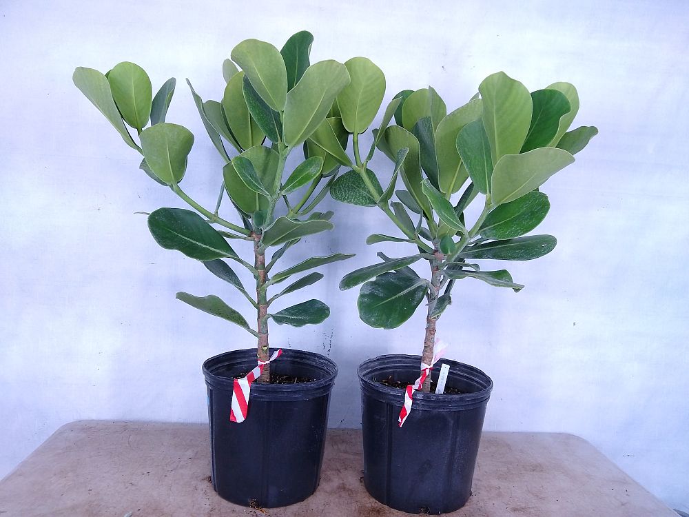 Buy Clusia rosea, Pitch Apple, Autograph Tree | Free Shipping over $100