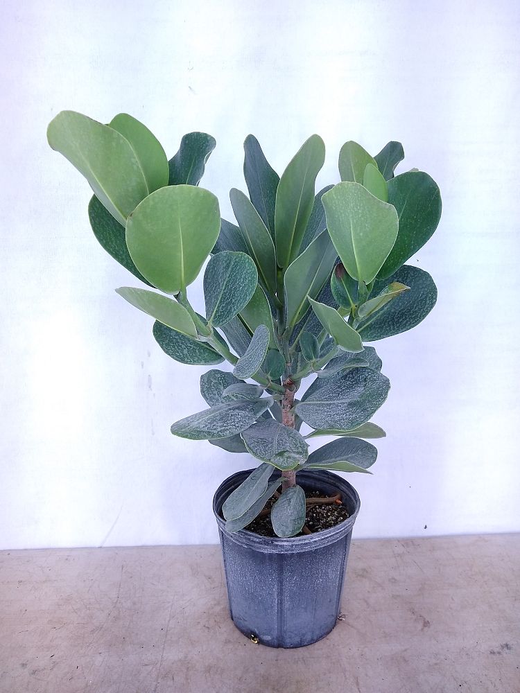 Buy Clusia rosea, Pitch Apple, Autograph Tree | Free Shipping over $100