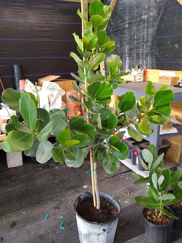 Buy Clusia rosea, Pitch Apple, Autograph Tree | Free Shipping over $100