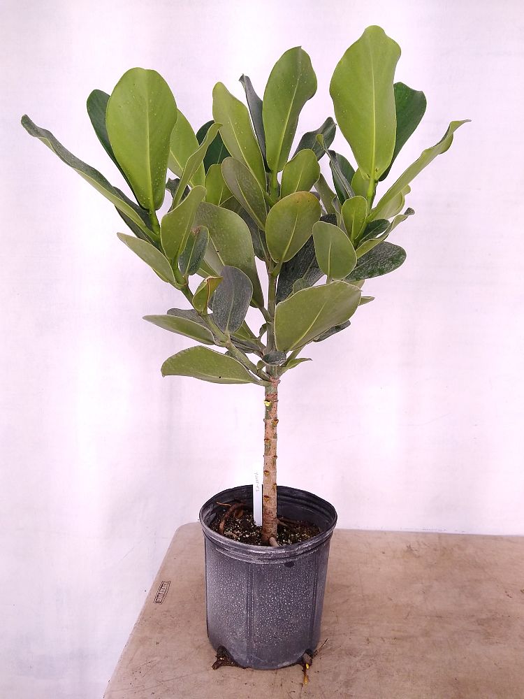Buy Clusia rosea, Pitch Apple, Autograph Tree | Free Shipping over $100
