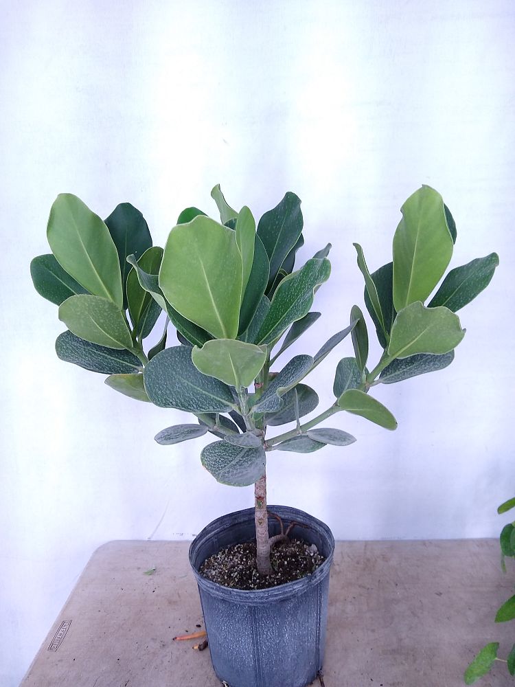 Buy Clusia rosea, Pitch Apple, Autograph Tree | Free Shipping over $100