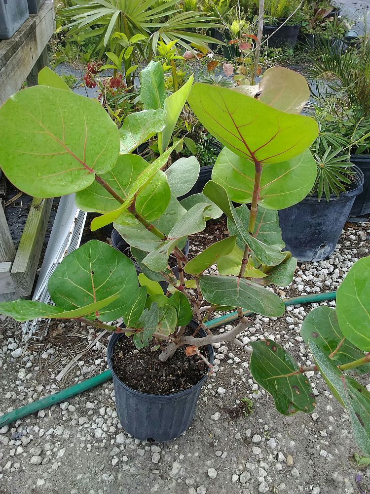 Coccoloba uvifera, Sea Grape, Seagrape | PlantVine