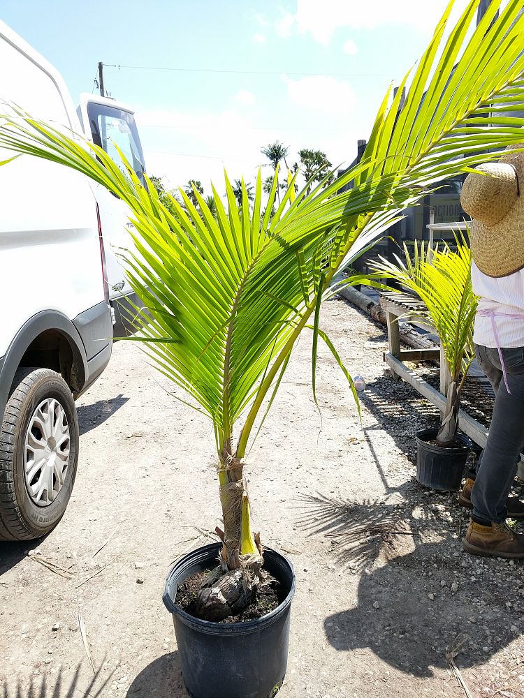 Cocos nucifera 'Green Malayan', Coconut Palm | PlantVine