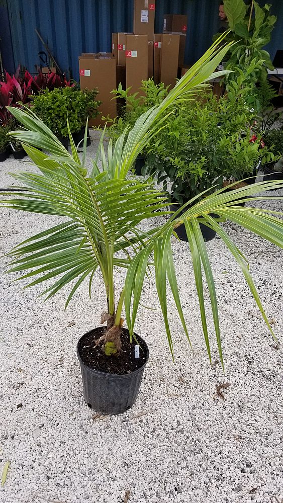 Cocos nucifera 'Green Malayan', Coconut Palm | PlantVine