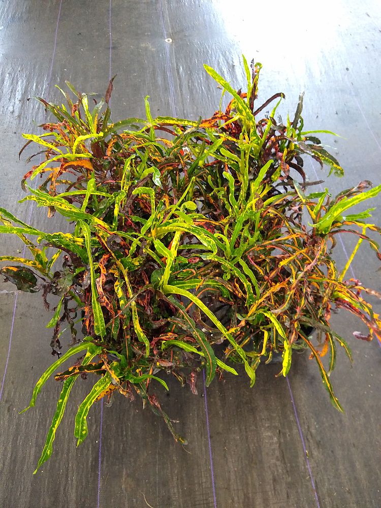 Buy Codiaeum variegatum 'Dreadlocks', Croton | Free Shipping over $100