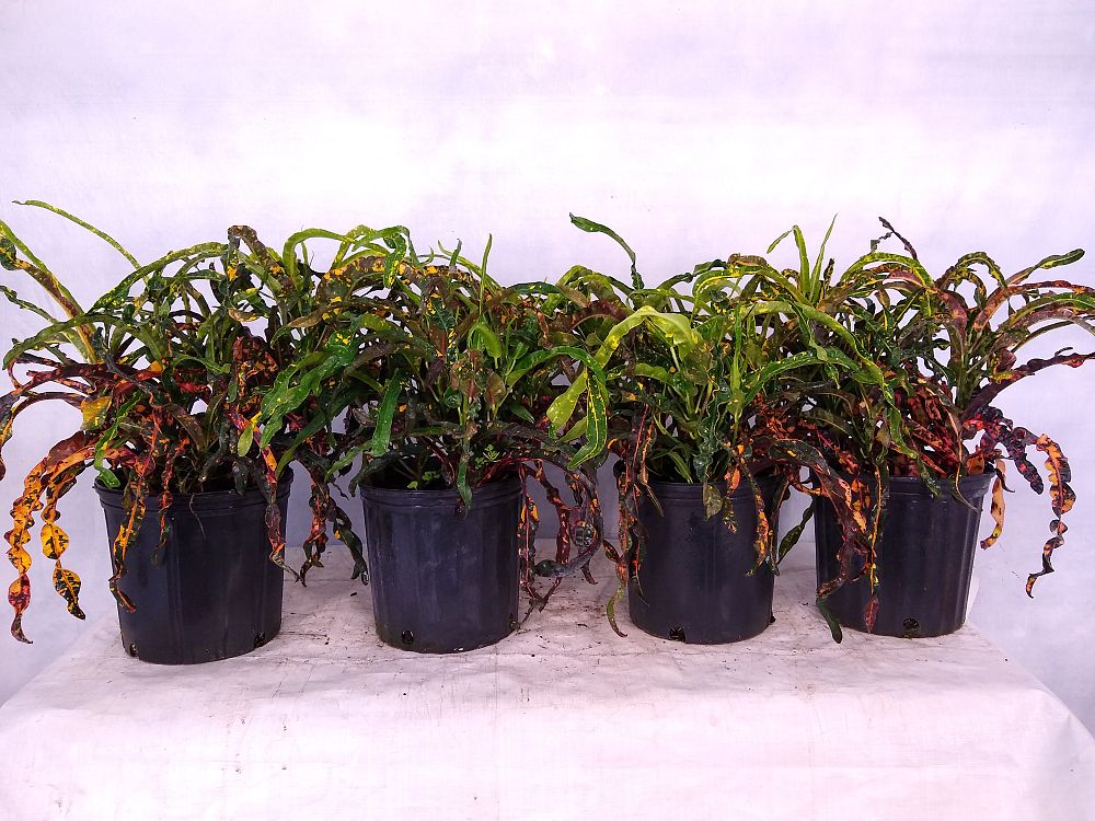 Buy Codiaeum variegatum 'Dreadlocks', Croton | Free Shipping over $100