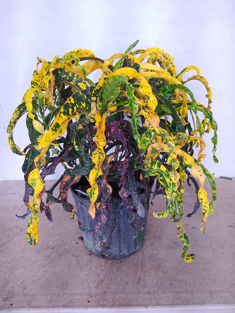 Buy Codiaeum variegatum 'Dreadlocks', Croton | Free Shipping over $100