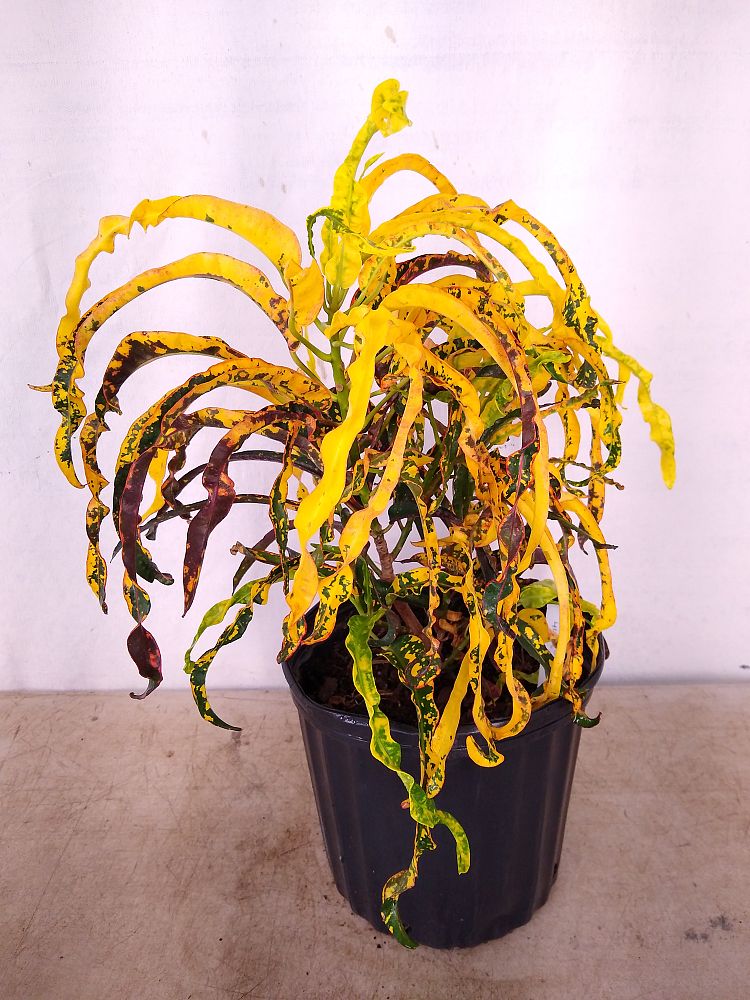 Buy Codiaeum variegatum 'Dreadlocks', Croton | Free Shipping over $100