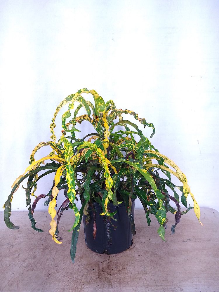Buy Codiaeum variegatum 'Dreadlocks', Croton | Free Shipping over $100
