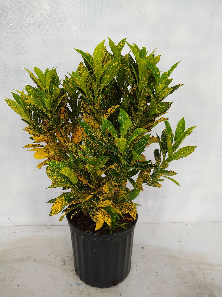 Buy Codiaeum variegatum 'Gold Dust', Croton | Free Shipping over $100