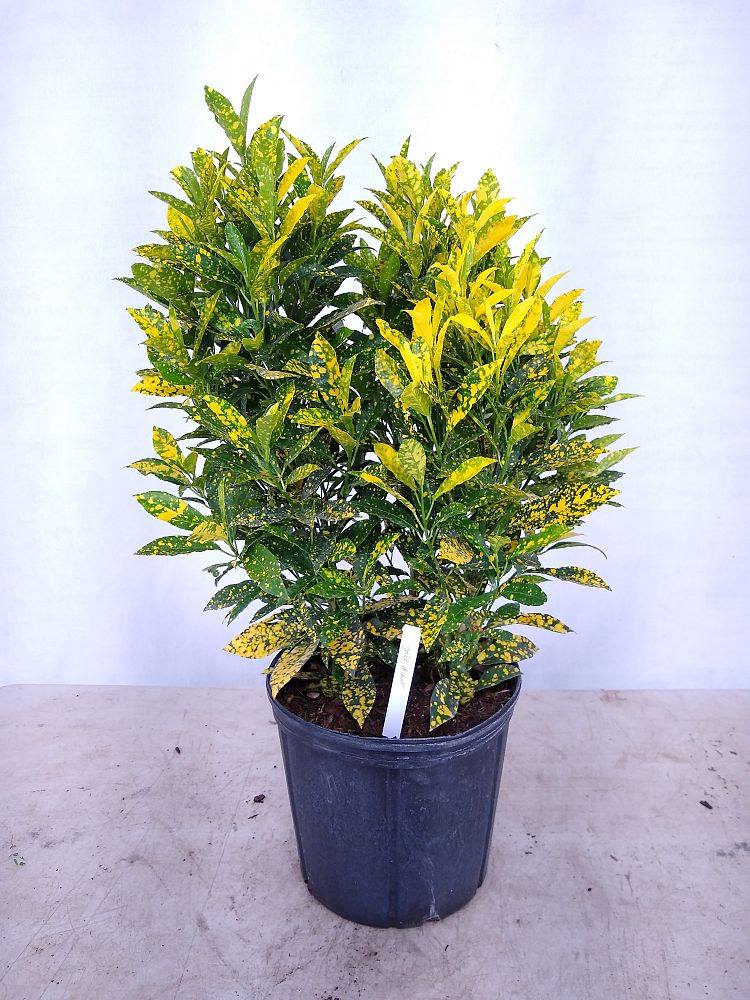 Buy Codiaeum variegatum 'Gold Dust', Croton | Free Shipping over $100