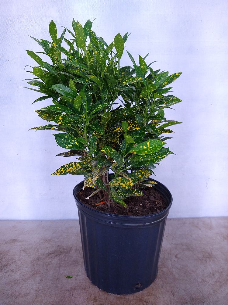 Buy Codiaeum variegatum 'Gold Dust', Croton | Free Shipping over $100