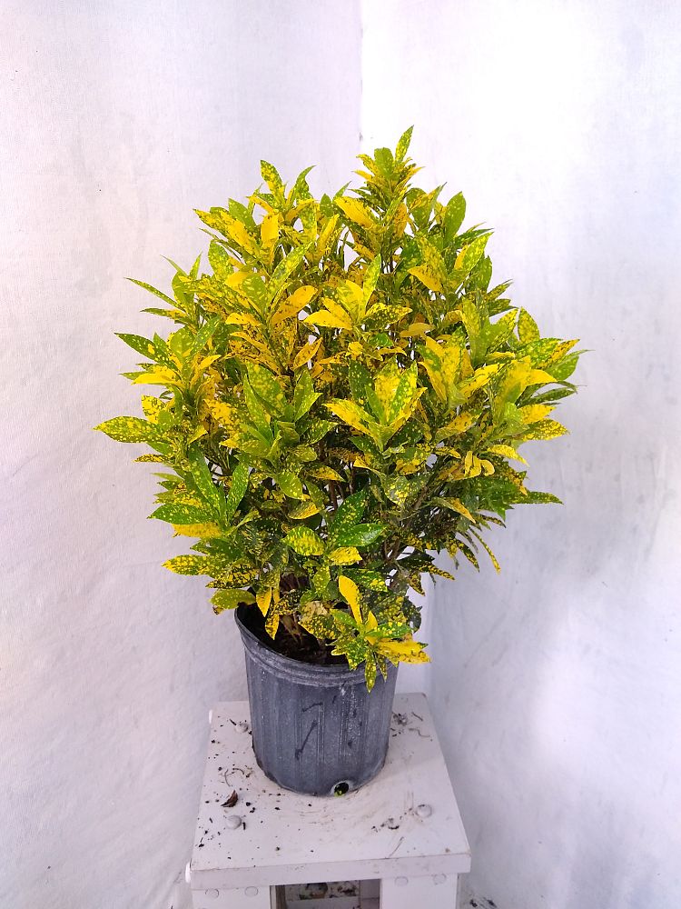 Buy Codiaeum variegatum 'Gold Dust', Croton | Free Shipping over $100