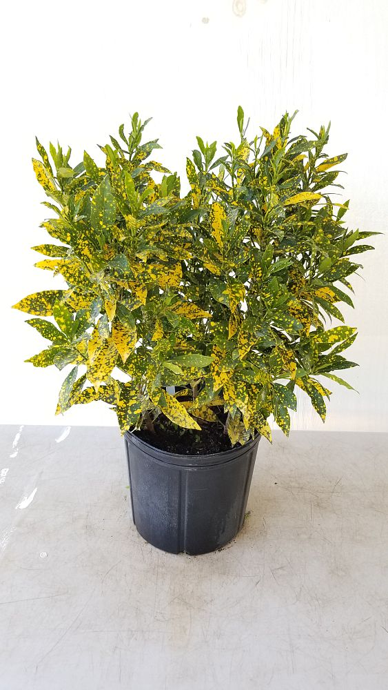 Buy Codiaeum variegatum 'Gold Dust', Croton | Free Shipping over $100